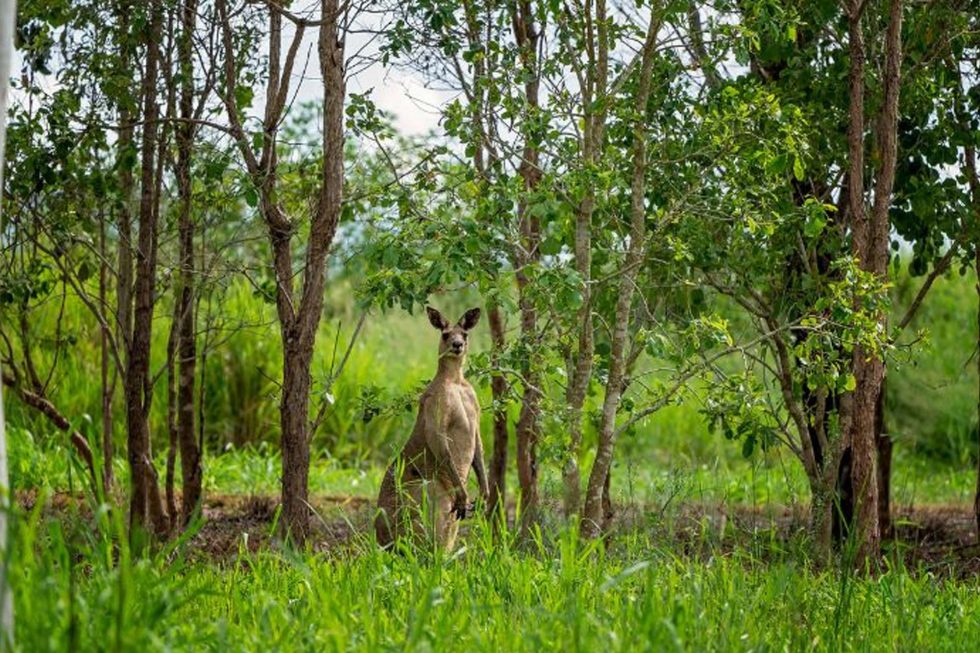 Fostering Wildlife and Local Ecosystem Awareness: Rossmore Vet Hospital ...