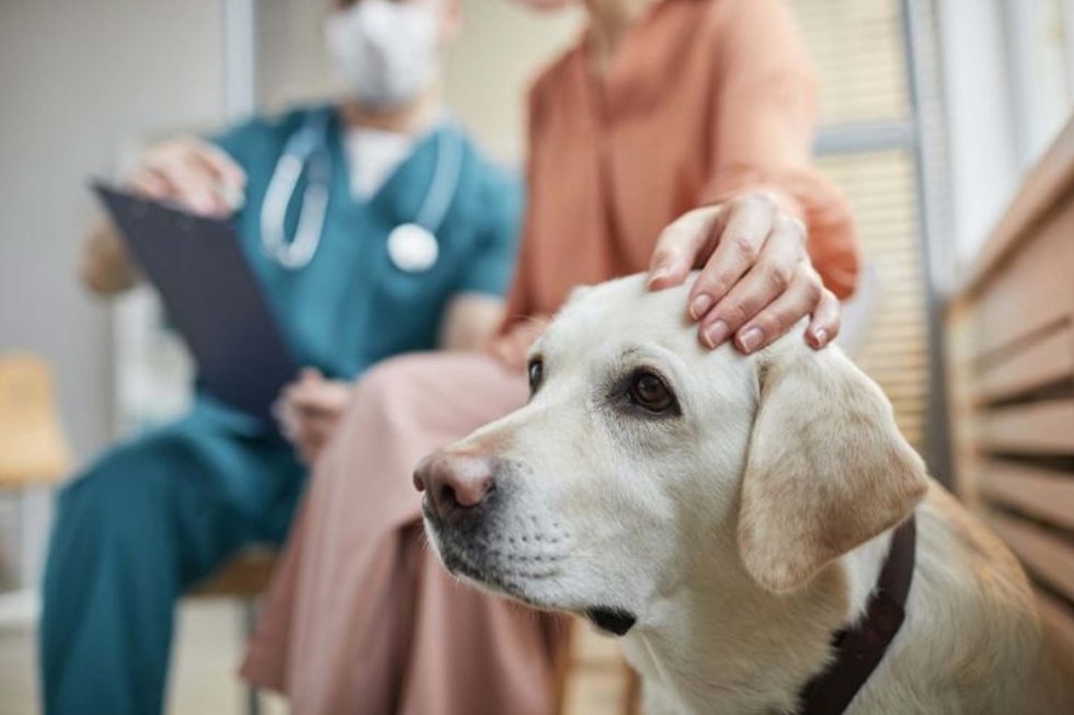 Our Top 5 Tips For A Great Vet Visit With Your Dog - Rossmore ...