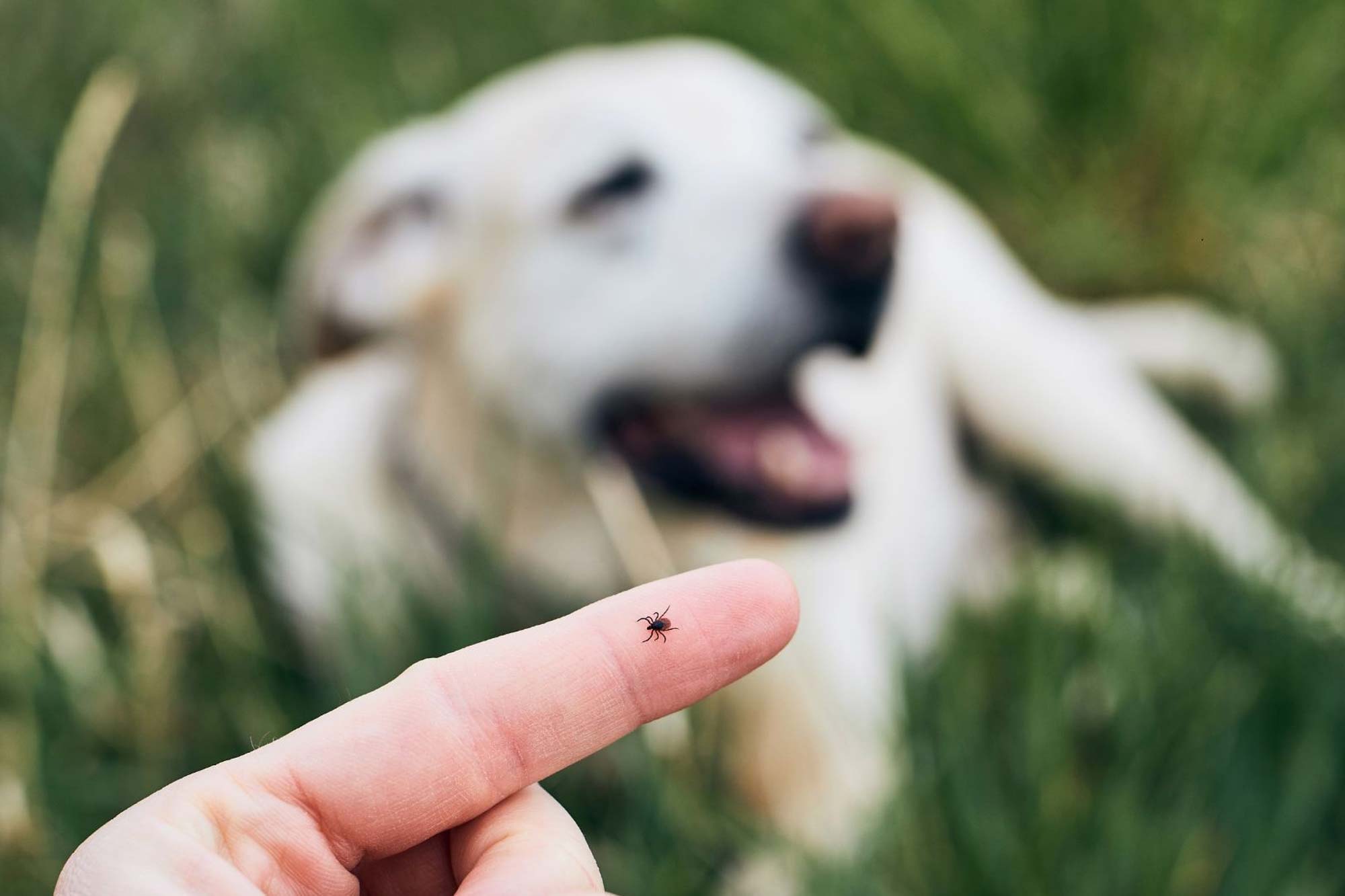 How To Remove a Tick From Your Dog - Rossmore Veterinary Hospital