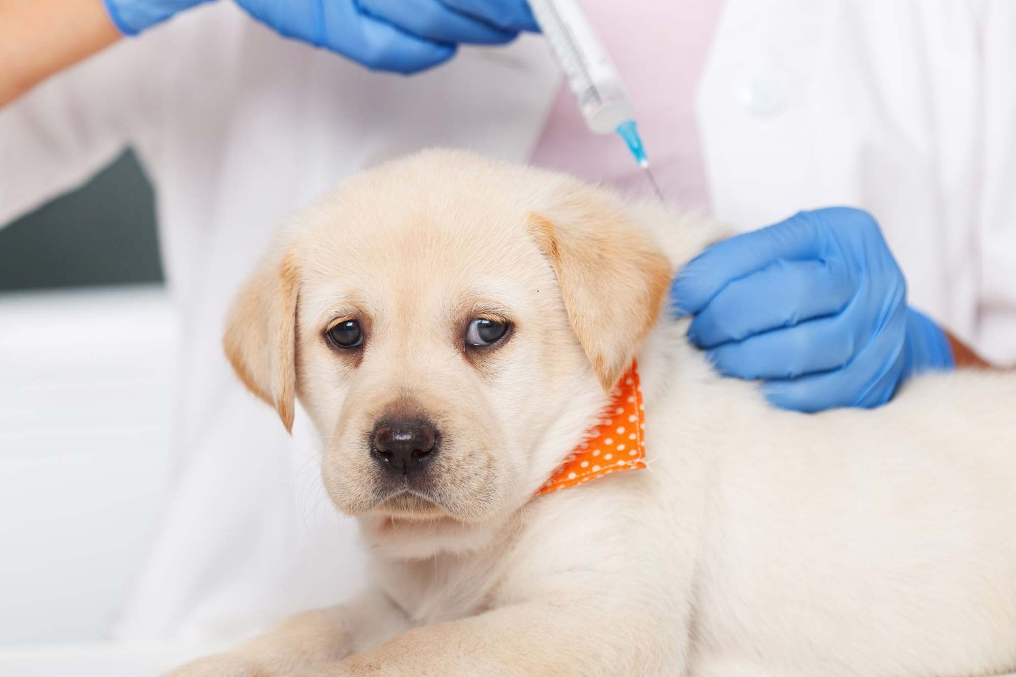 A Guide to Vaccinating Your New Puppy in Australia - Rossmore ...