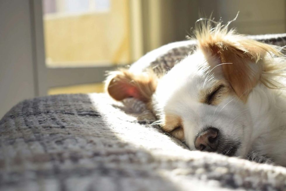 Everything you need to know about your dog and fleas - Rossmore ...