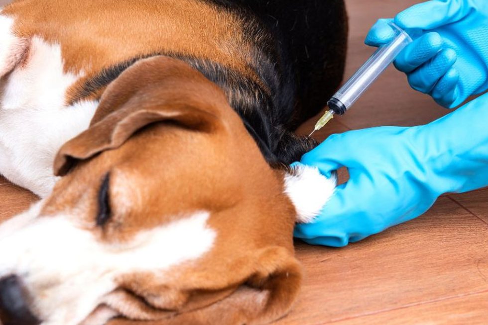 Dog Vaccinations - Rossmore Veterinary Hospital
